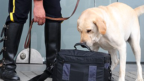 Home | Action K-9 Security — The Leader in K-9 Security! | Chicago, IL