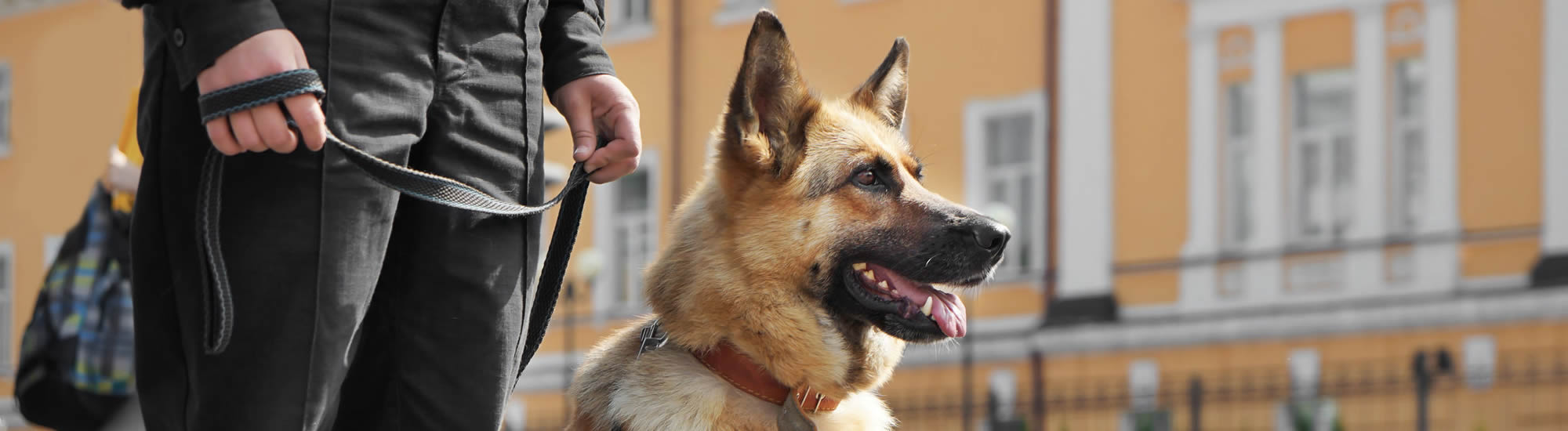 Home | Action K-9 Security — The Leader in K-9 Security! | Chicago, IL