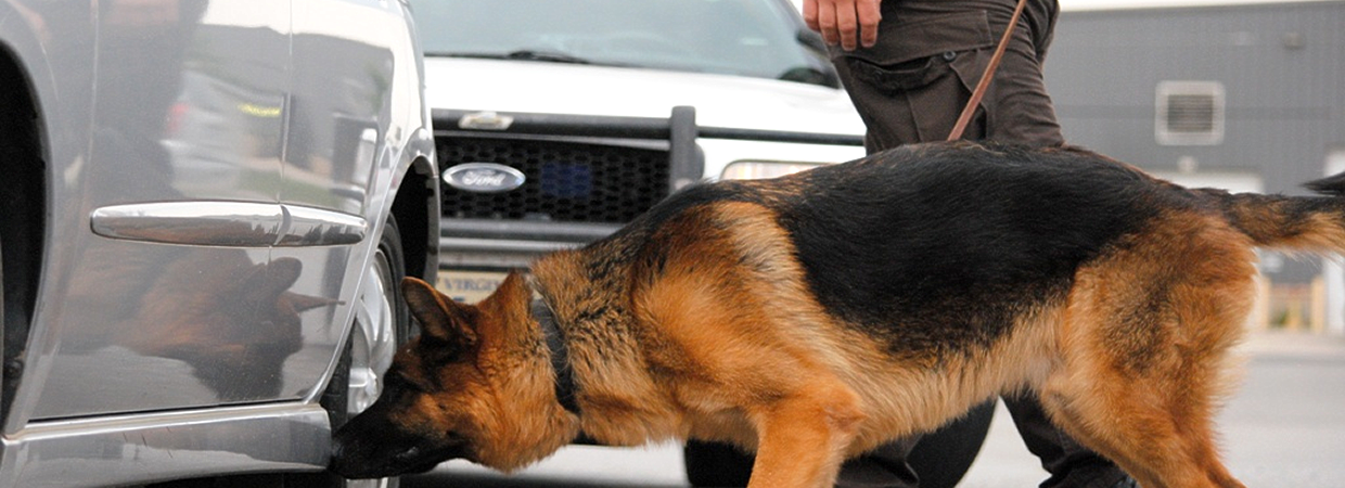 Home | Action K-9 Security — The Leader in K-9 Security! | Chicago, IL