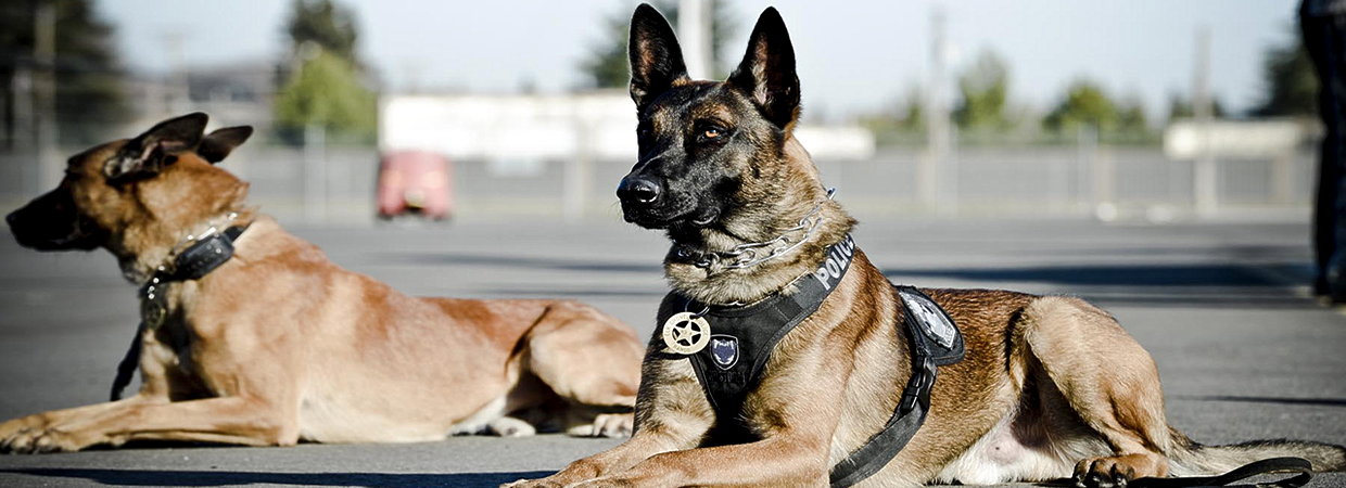 Home | Action K-9 Security — The Leader in K-9 Security! | Chicago, IL